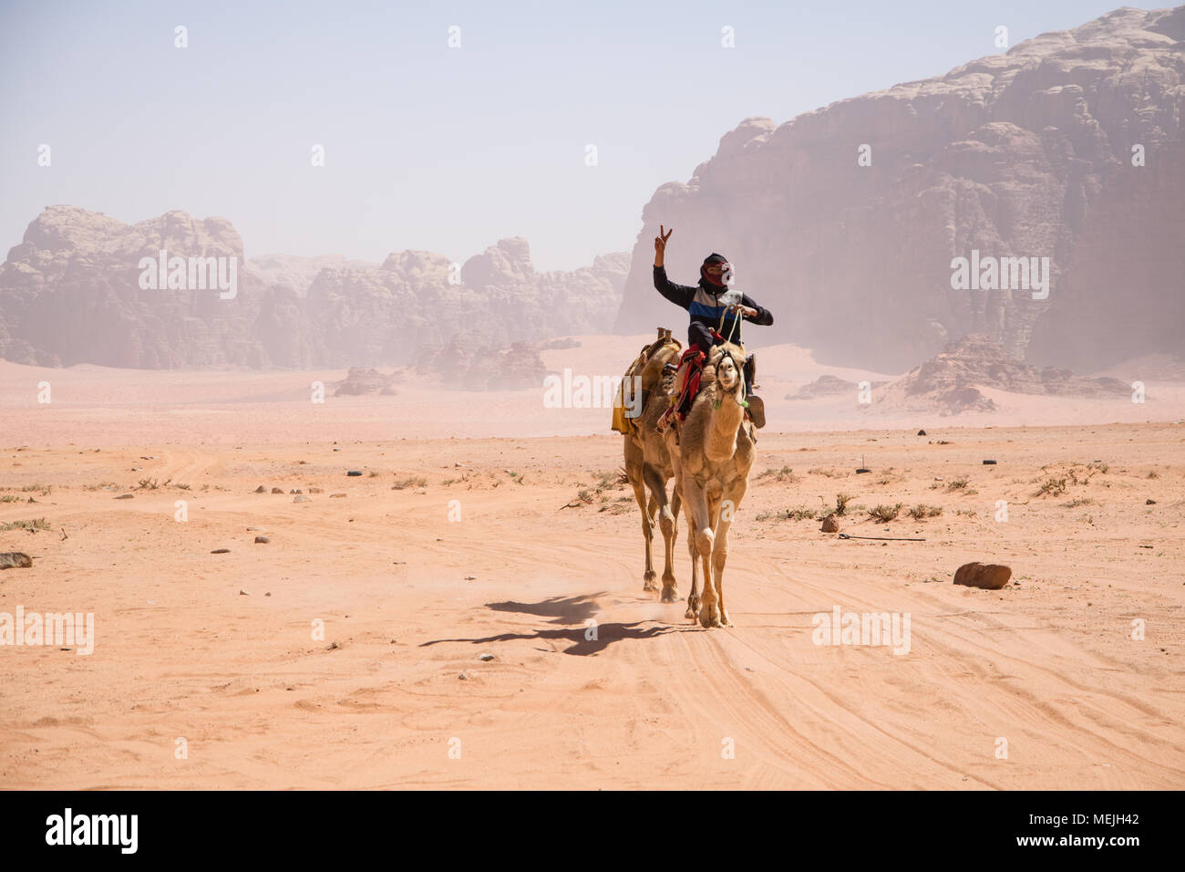 A bedouin is riding a camel at Wadi Rum (Jordan Stock Photo - Alamy