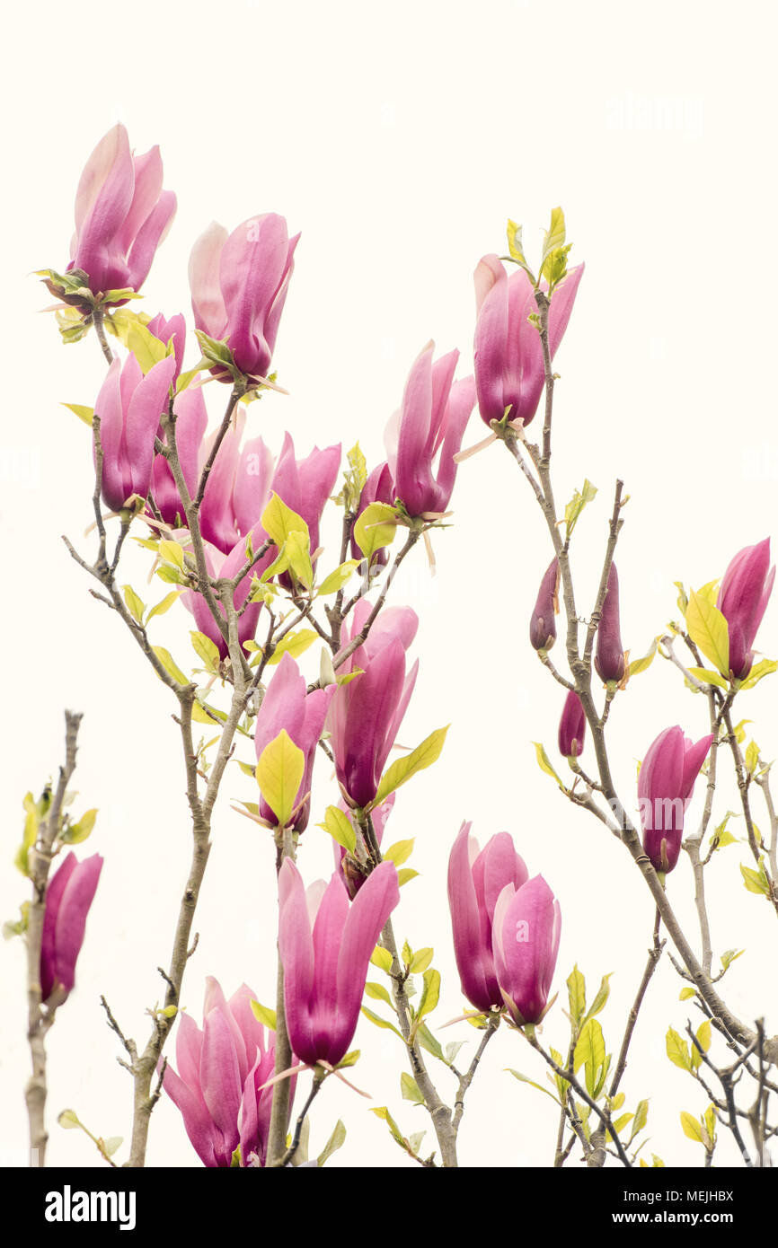 Magnolia tree on white background Stock Photo - Alamy