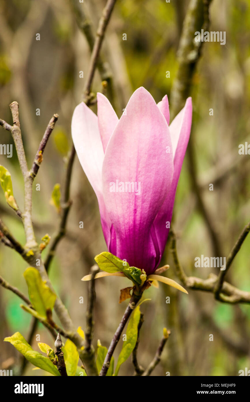 Magnolia susan hi-res stock photography and images - Alamy