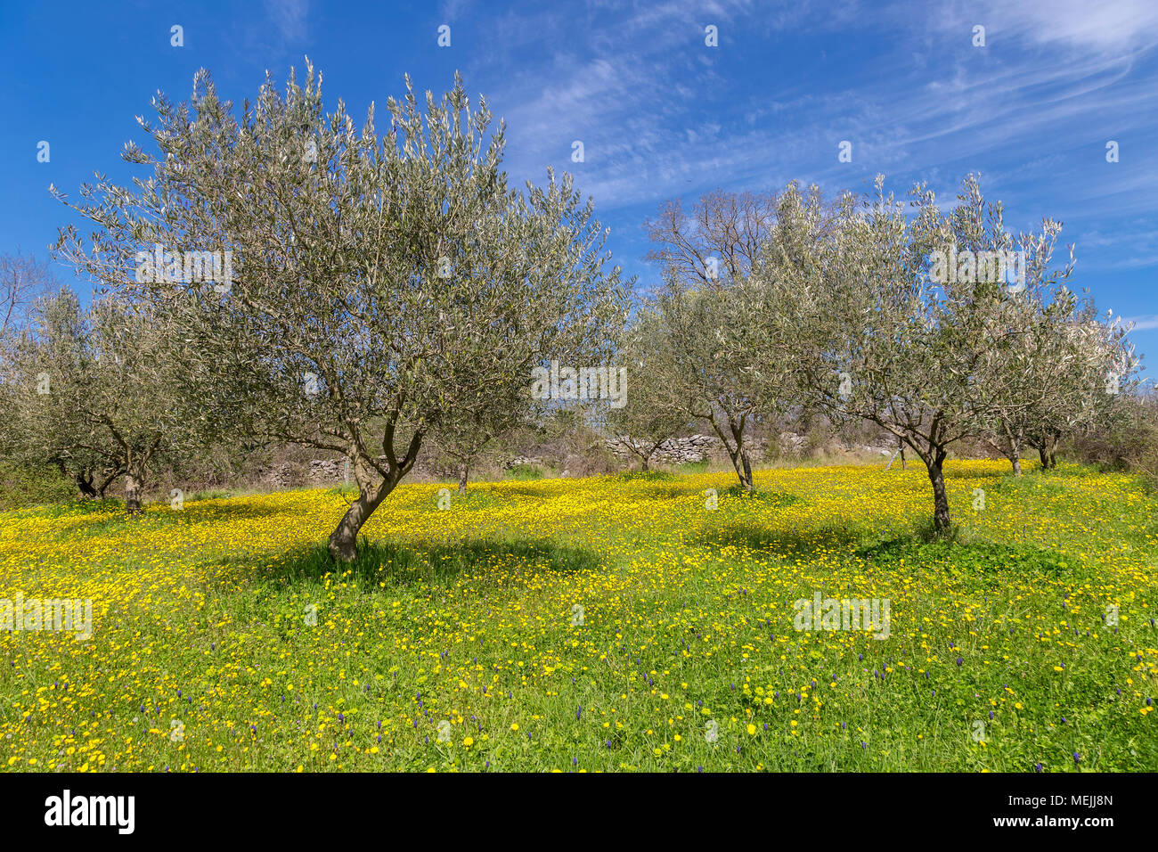 Olive tree field hi-res stock photography and images - Alamy