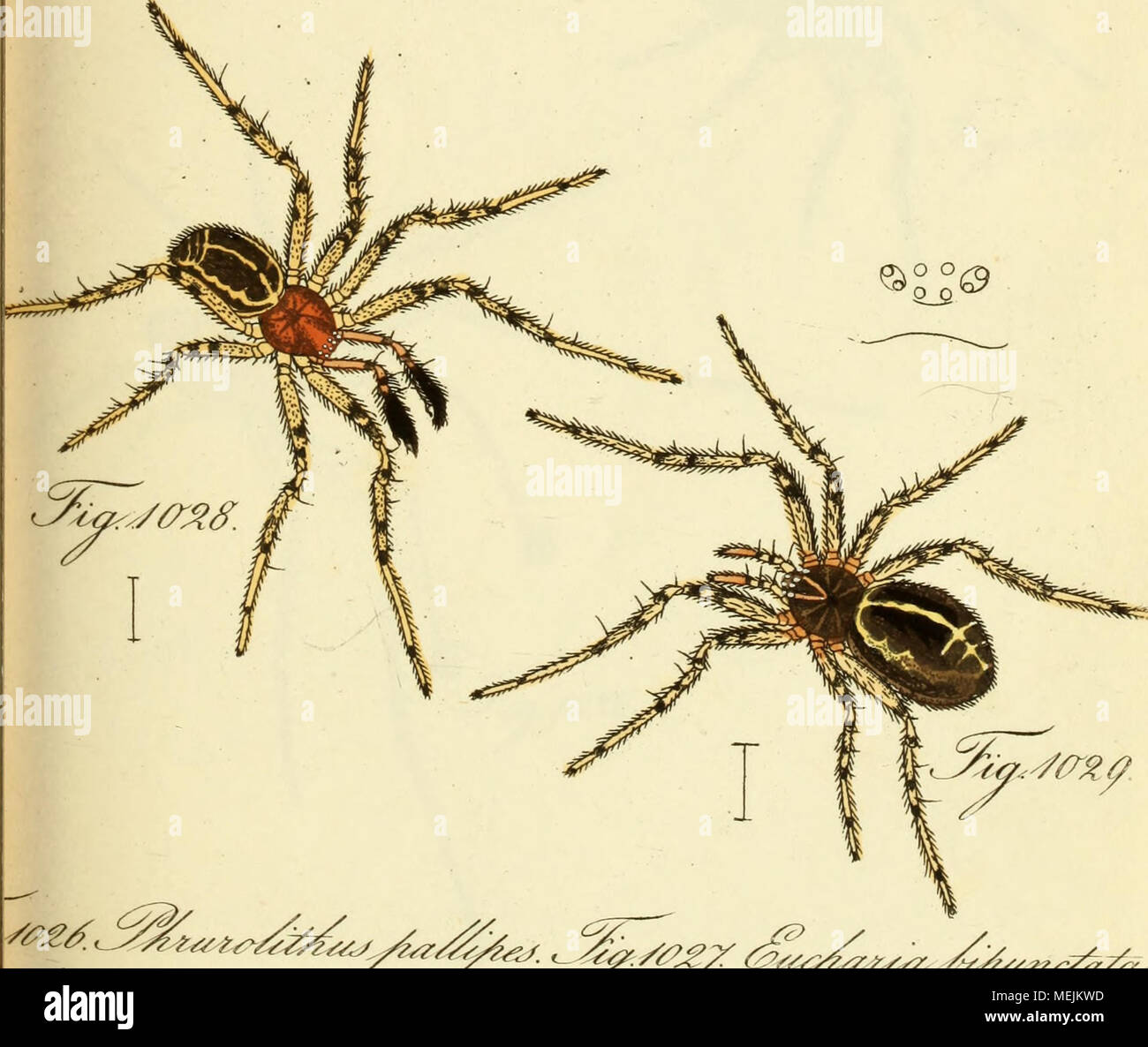 . Die Arachniden : Getreu nach der Natur abgebildet und beschrieben ...