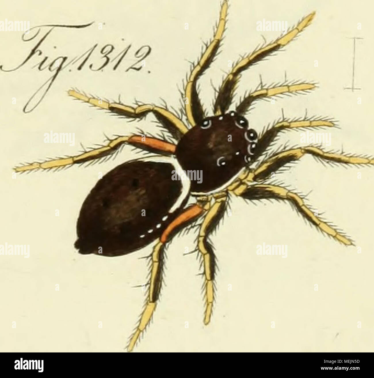 Spiders detailed anatomy hi-res stock photography and images - Alamy
