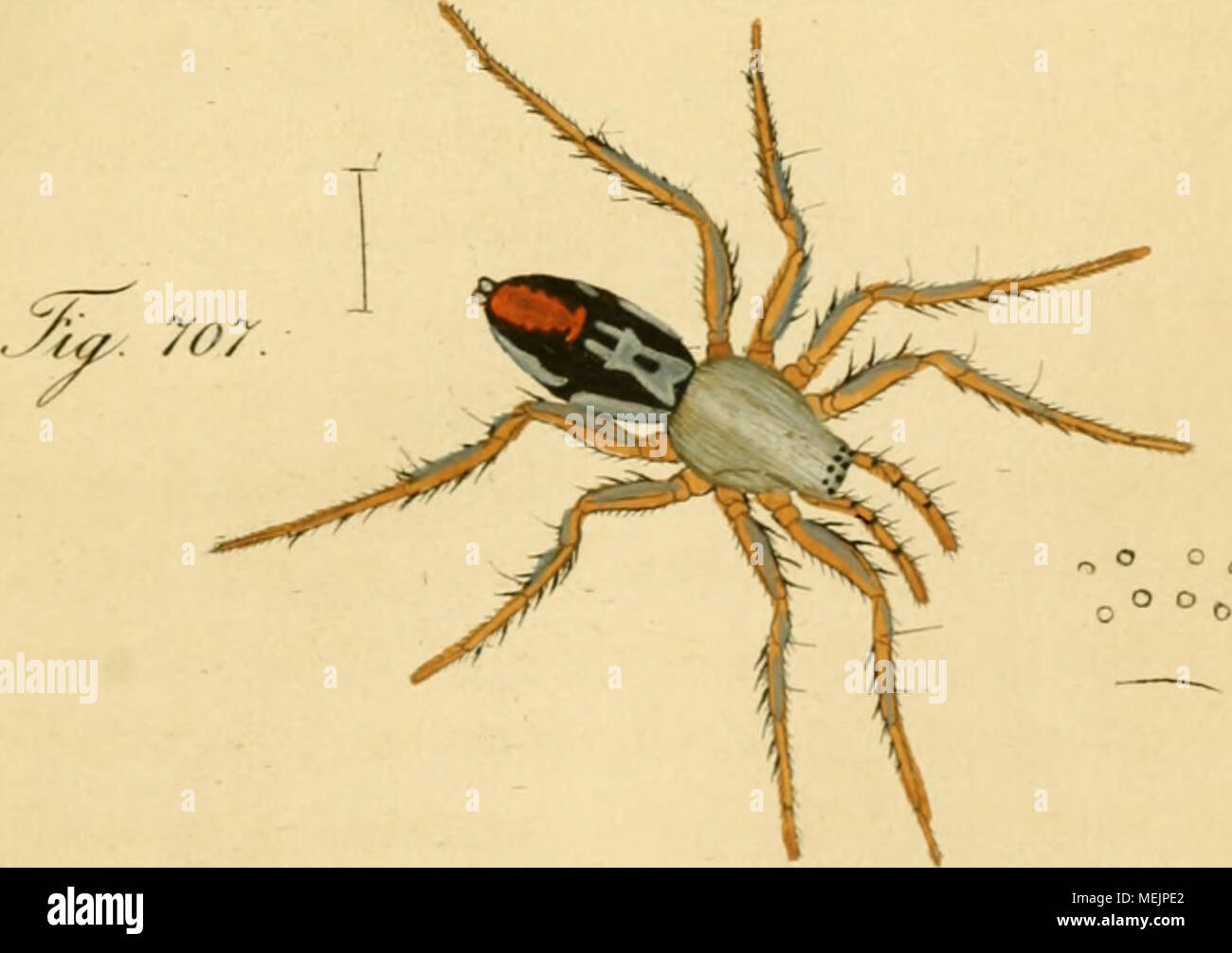 . Die Arachniden. Getreu nach der Natur abgebildet und beschrieben . J ...