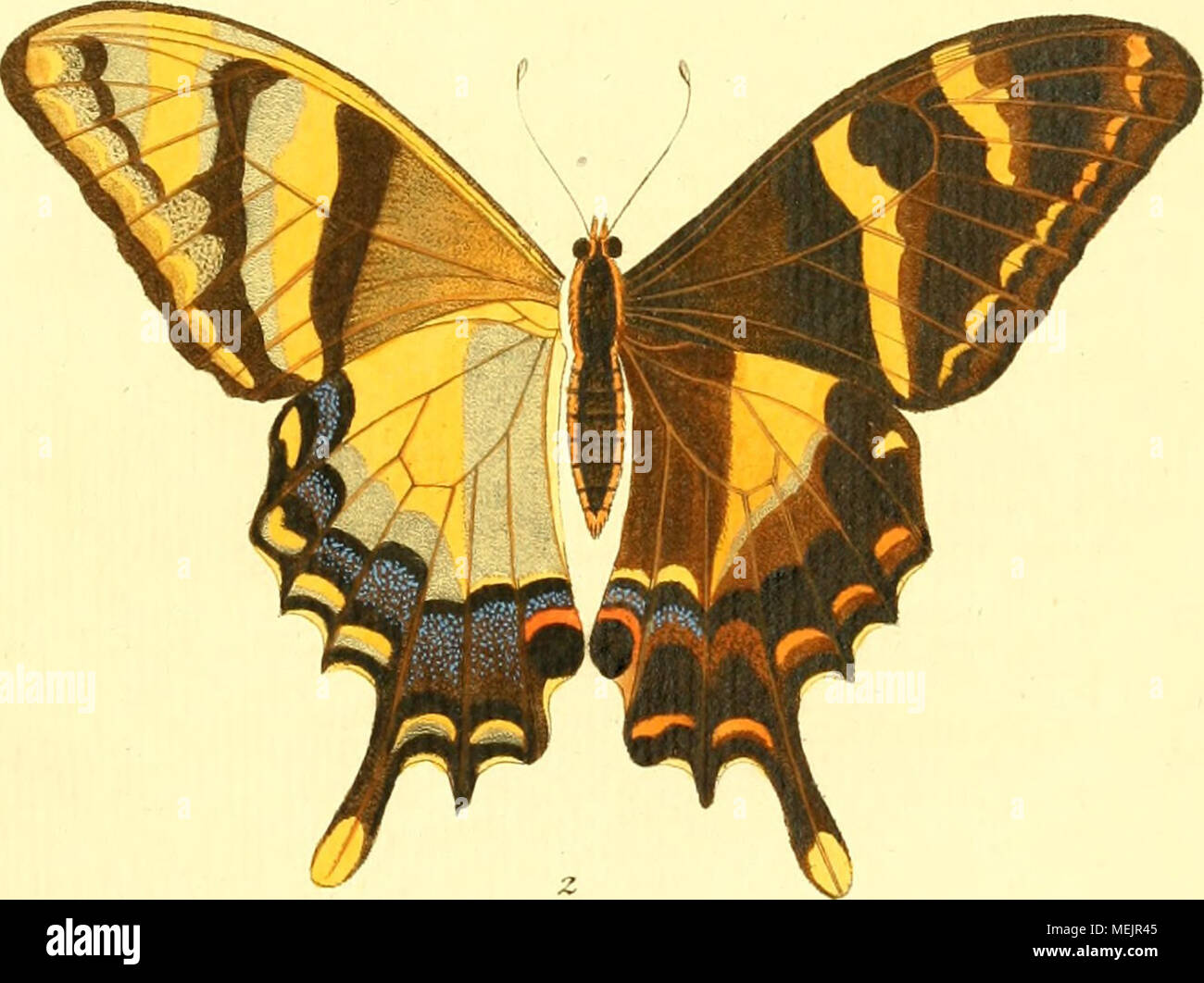 . Die ausländischen Schmetterlinge in Abbildungen nach der Natur . Papilion . exoticoruiti Ecrii ...