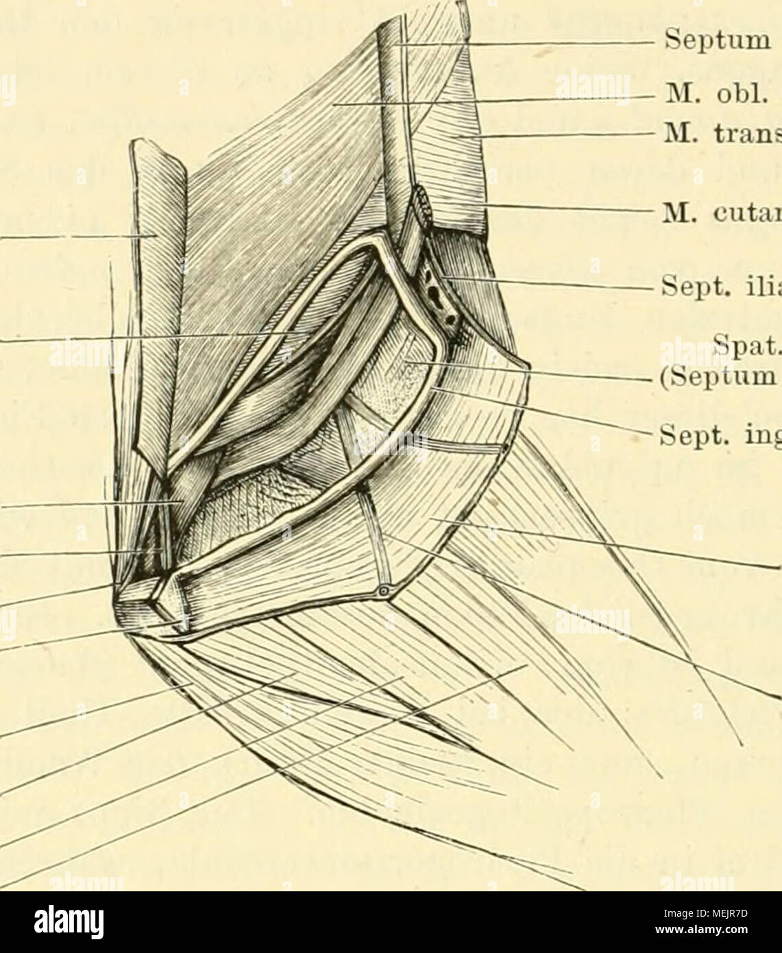 Anatomie inguinale hi-res stock photography and images - Alamy