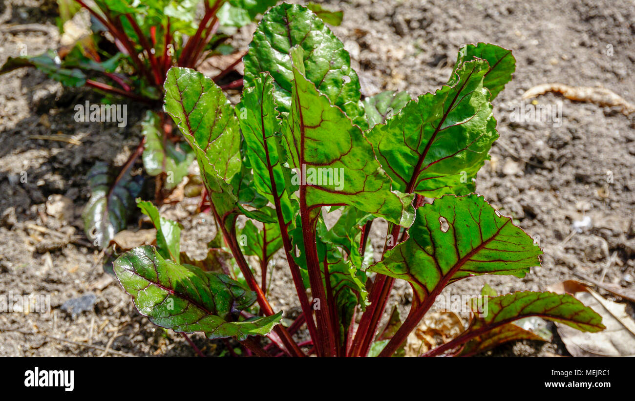 Red Swiss Chard plants in a vegetable garden 2 Stock Photo - Alamy