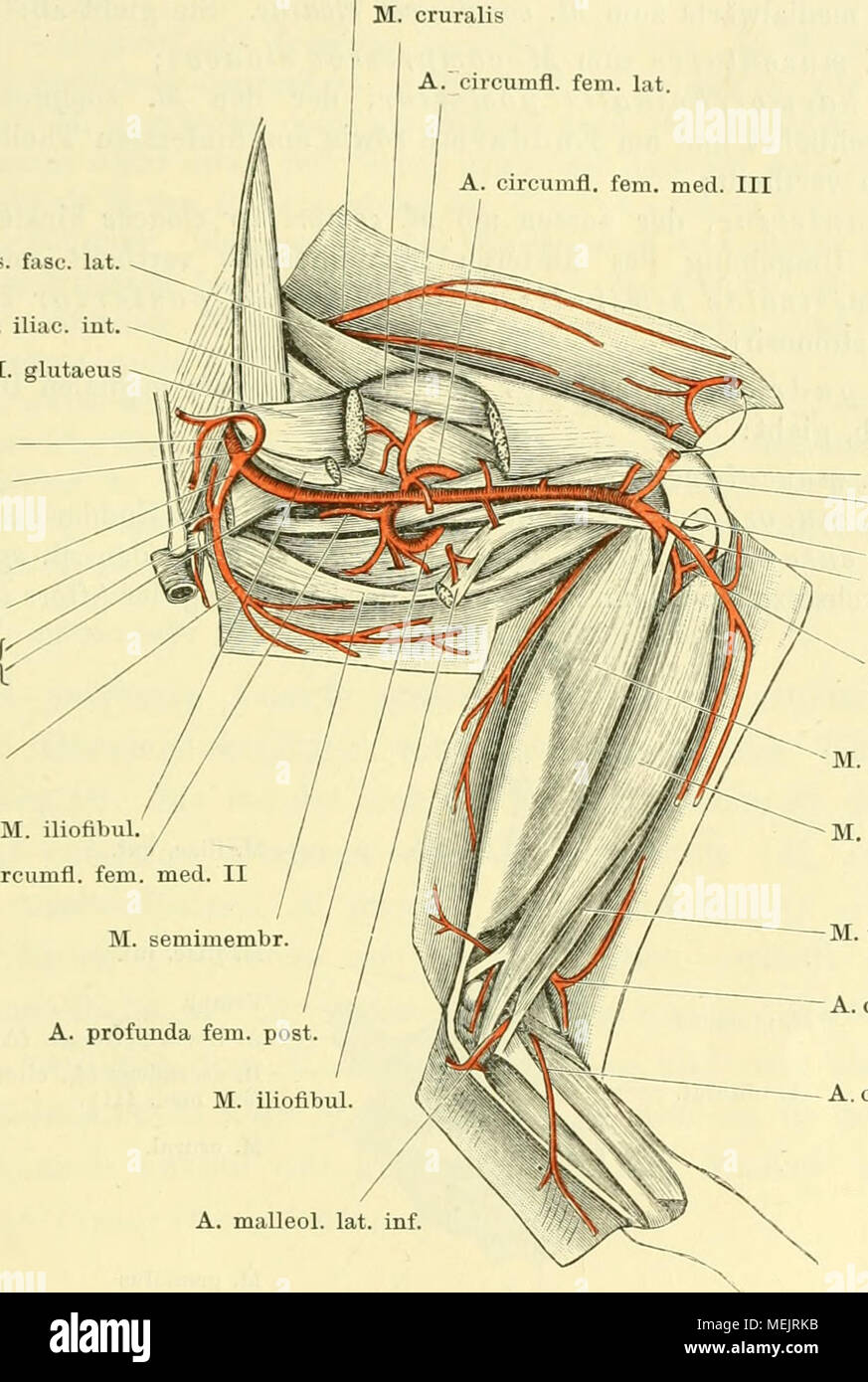 Anatomie des unterschenkels hi-res stock photography and images - Alamy