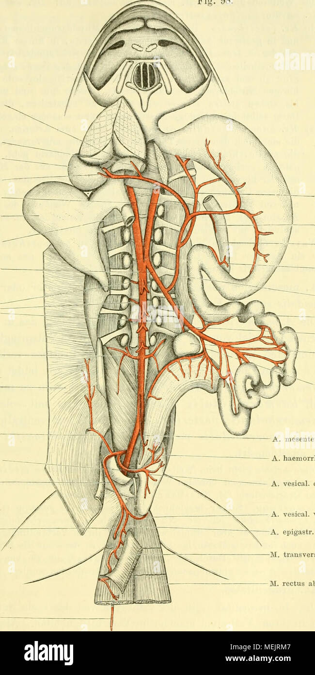 Vesical hi-res stock photography and images - Alamy