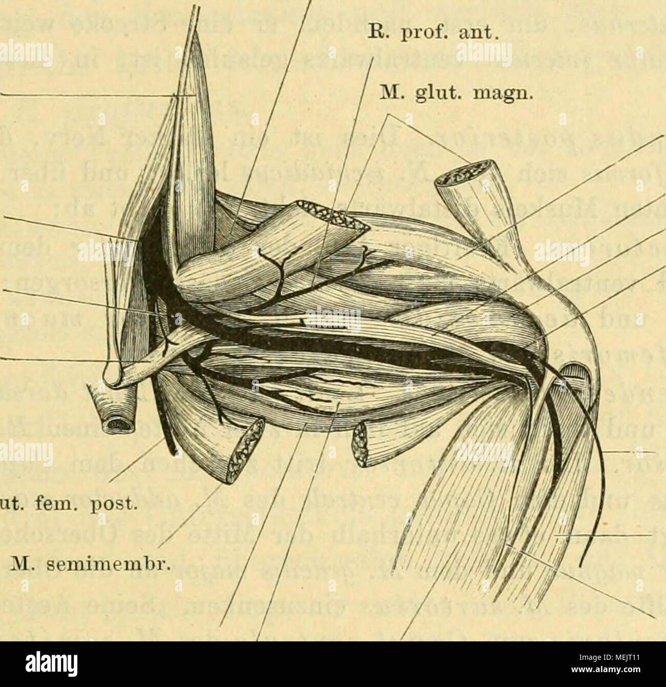Hinter dem oberschenkel hi-res stock photography and images - Alamy