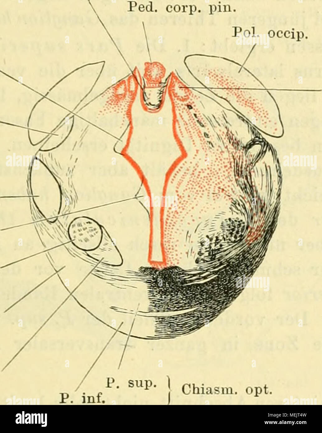 Chiasma hi-res stock photography and images - Alamy