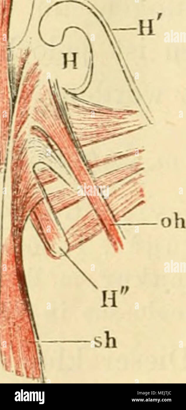 Omohyoideus hi-res stock photography and images - Alamy