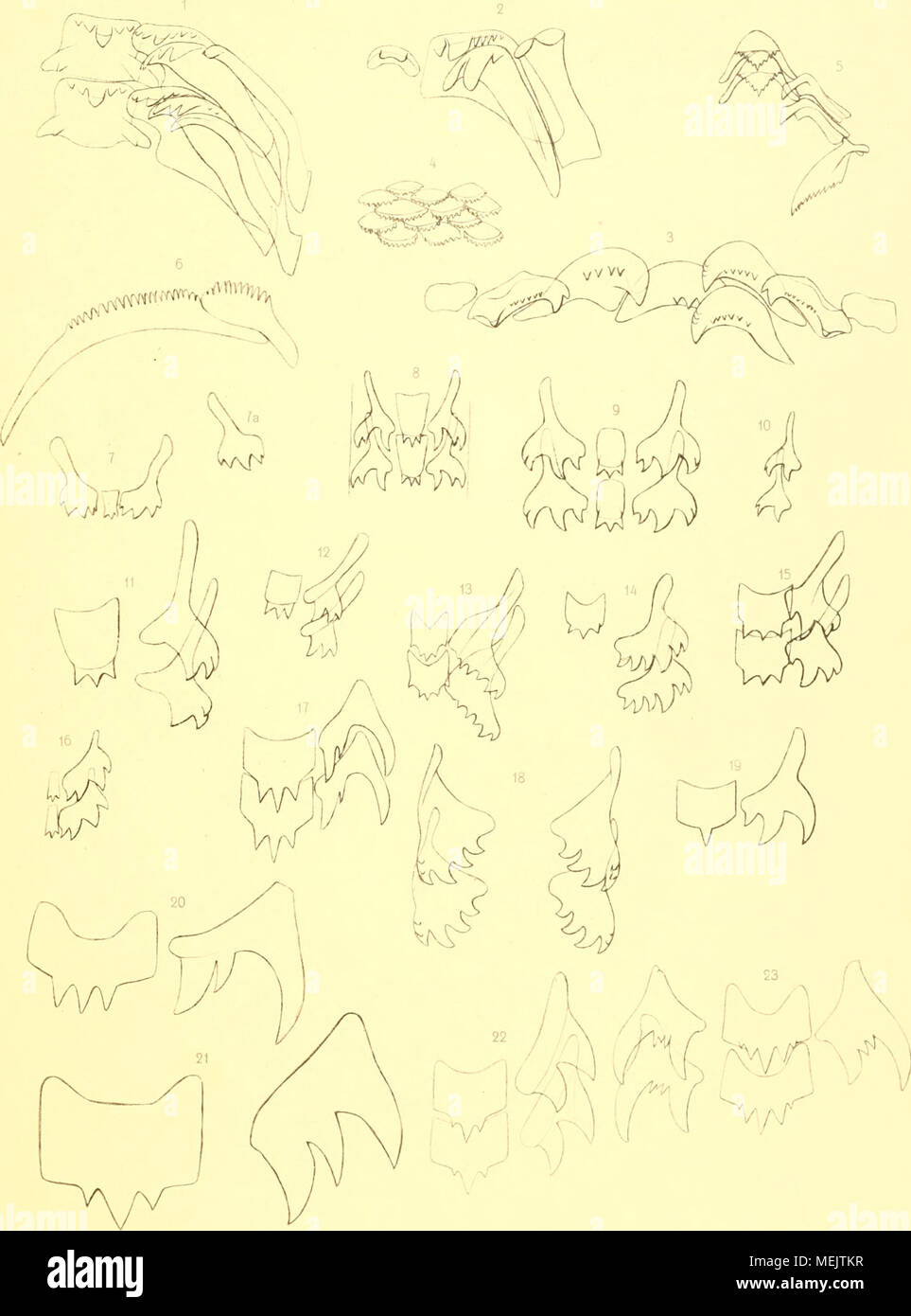 . Die antarktischen Schnecken und Muscheln . â 1 Ea1, Prosiphositi 8 ...