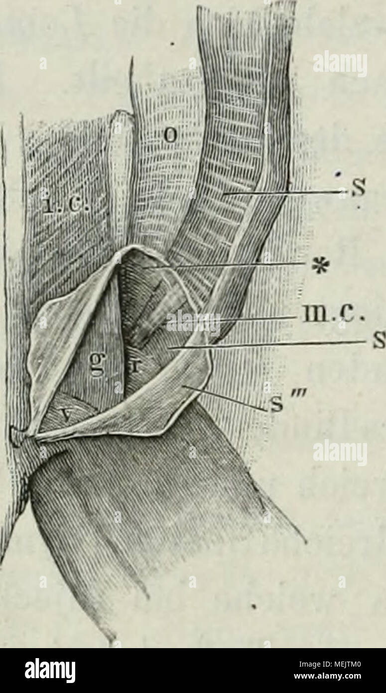 M Musculus High Resolution Stock Photography and Images - Alamy