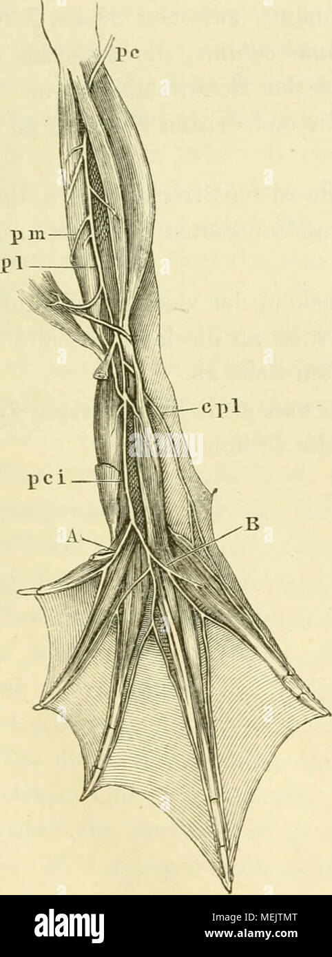 Peroneus High Resolution Stock Photography and Images - Alamy