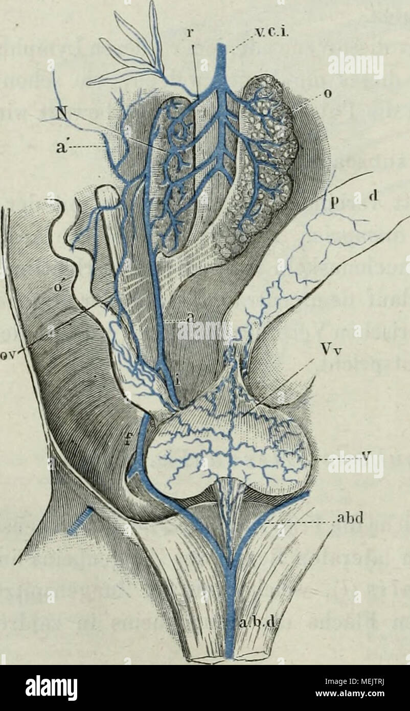 Venae hi-res stock photography and images - Alamy