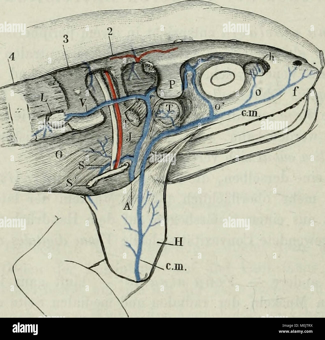 Vena jugularis hi-res stock photography and images - Alamy