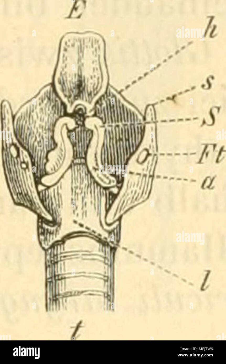 . Die Anatomie des Kaninschens in topographischer und operativer ...
