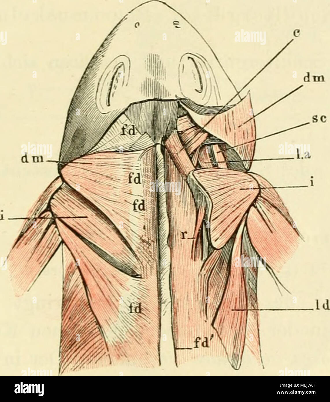Latissimus dorsi muskel hi-res stock photography and images - Alamy