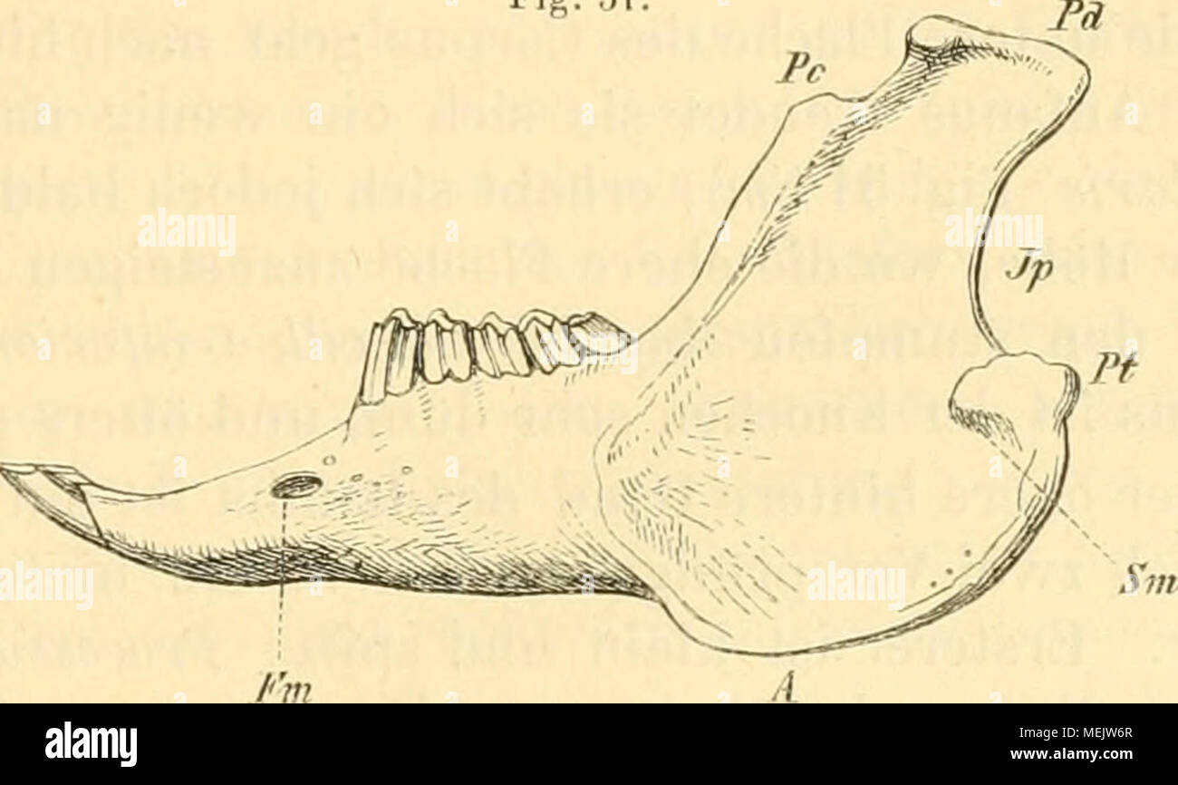. Die Anatomie des Kaninschens in topographischer und operativer ...