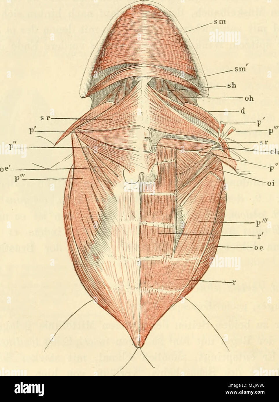 Sternalis hi-res stock photography and images - Alamy