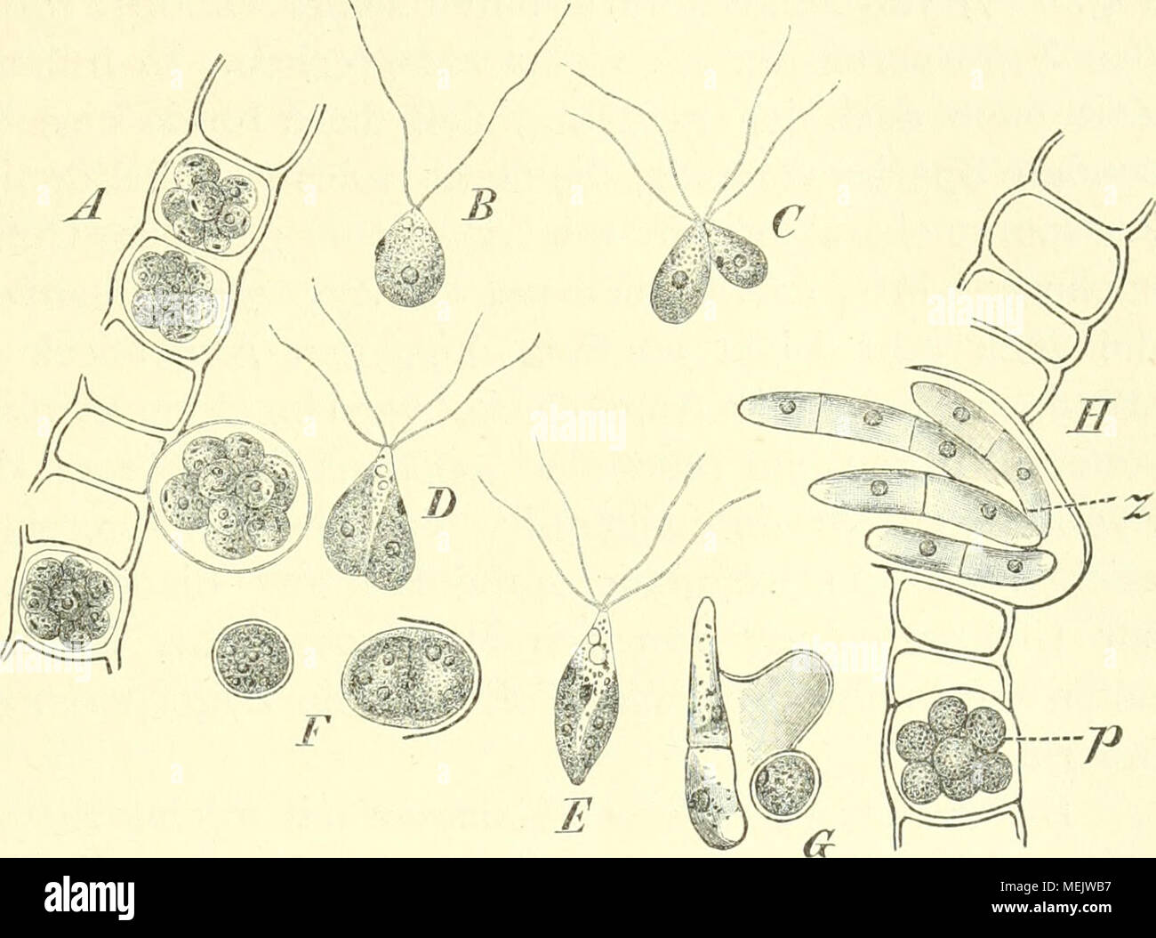 Ulothrix hi-res stock photography and images - Alamy
