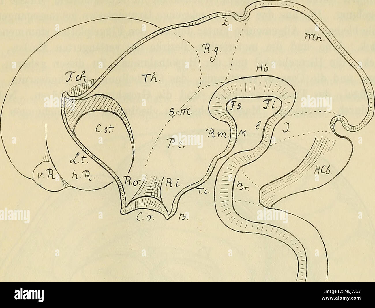 Chorioidea hi-res stock photography and images - Alamy