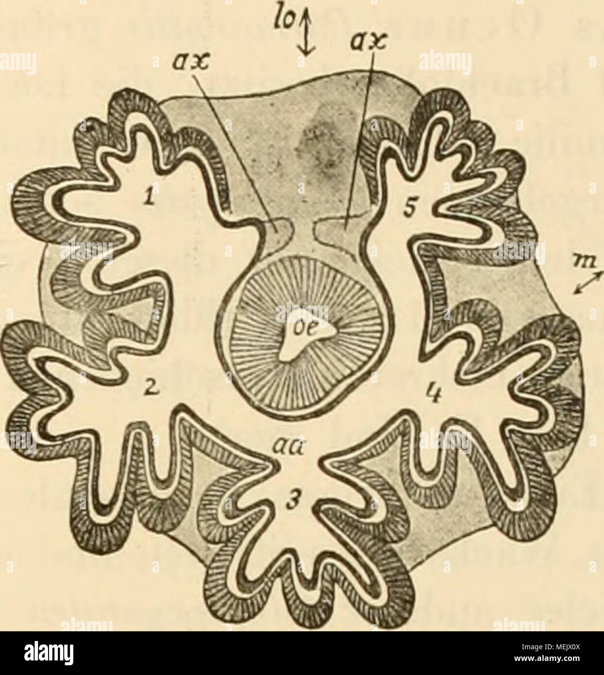 . Die Amphorideen und Cystoideen Beiträge zur (Morphologie und ...