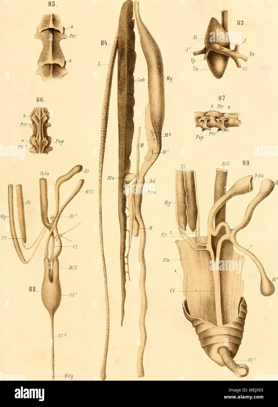 . Die Anatomie der Gymnophionen . Wie der slaeim u. L er ch del ...