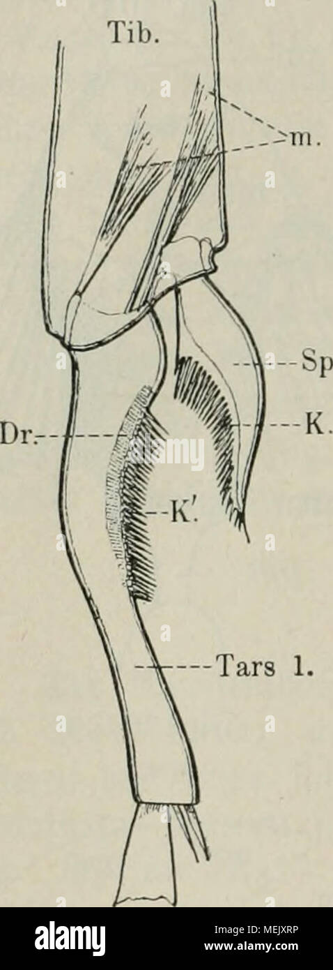 Myrmica sp hi-res stock photography and images - Alamy