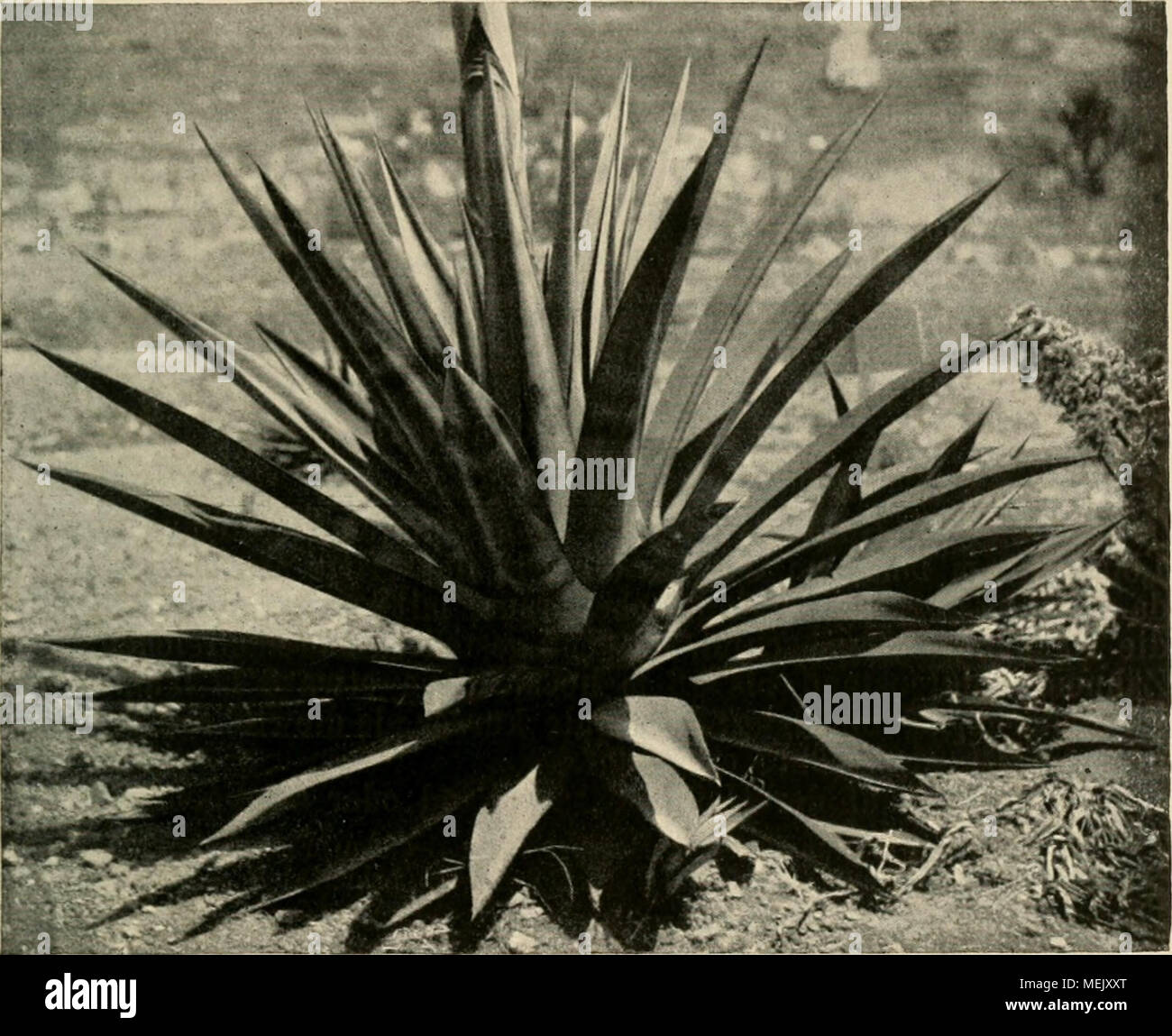 Barbara grau hi-res stock photography and images - Alamy