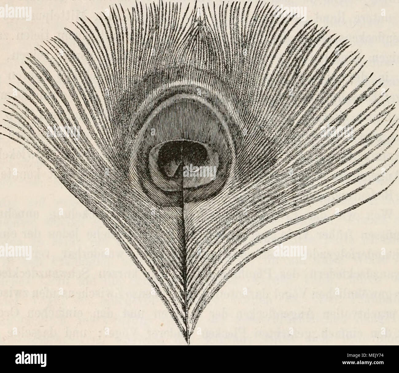 Obere feder hi-res stock photography and images - Alamy