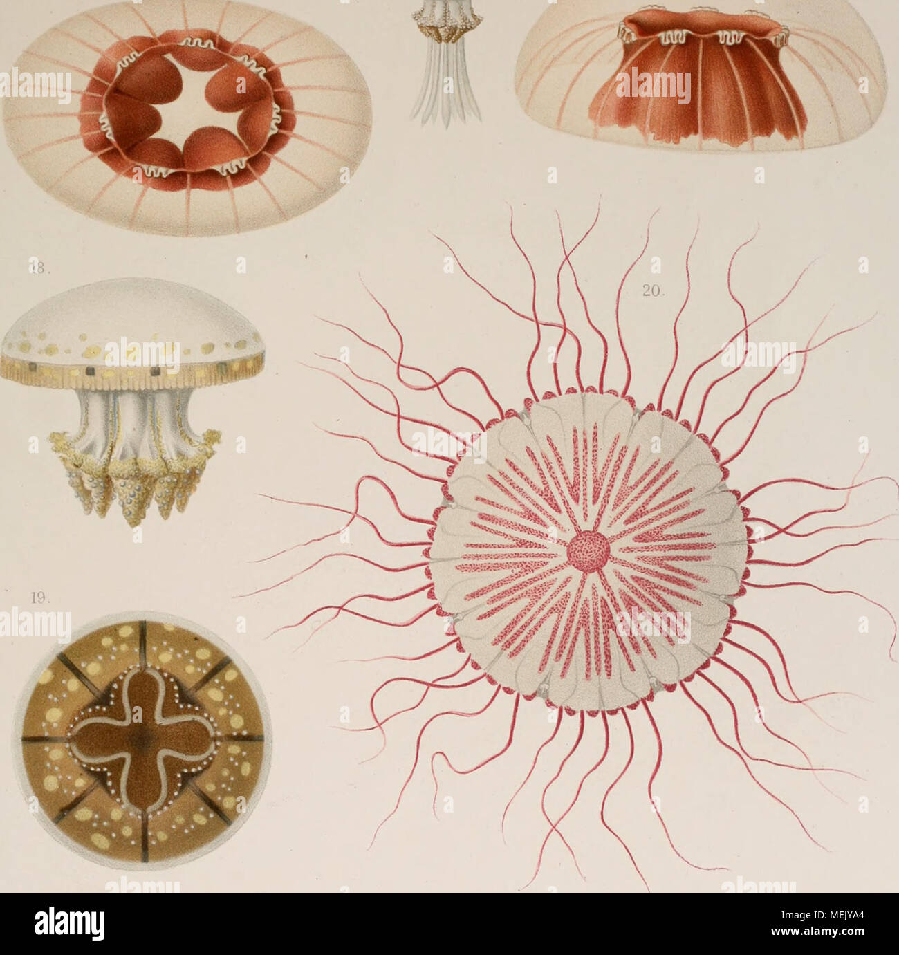 Taf 75 hi-res stock photography and images - Alamy