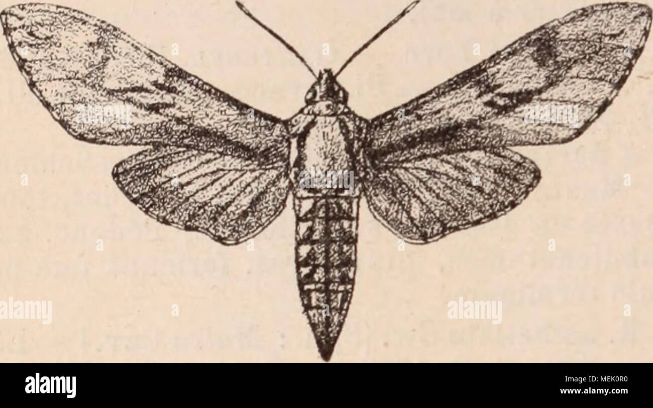 Fusiforme hi-res stock photography and images - Alamy