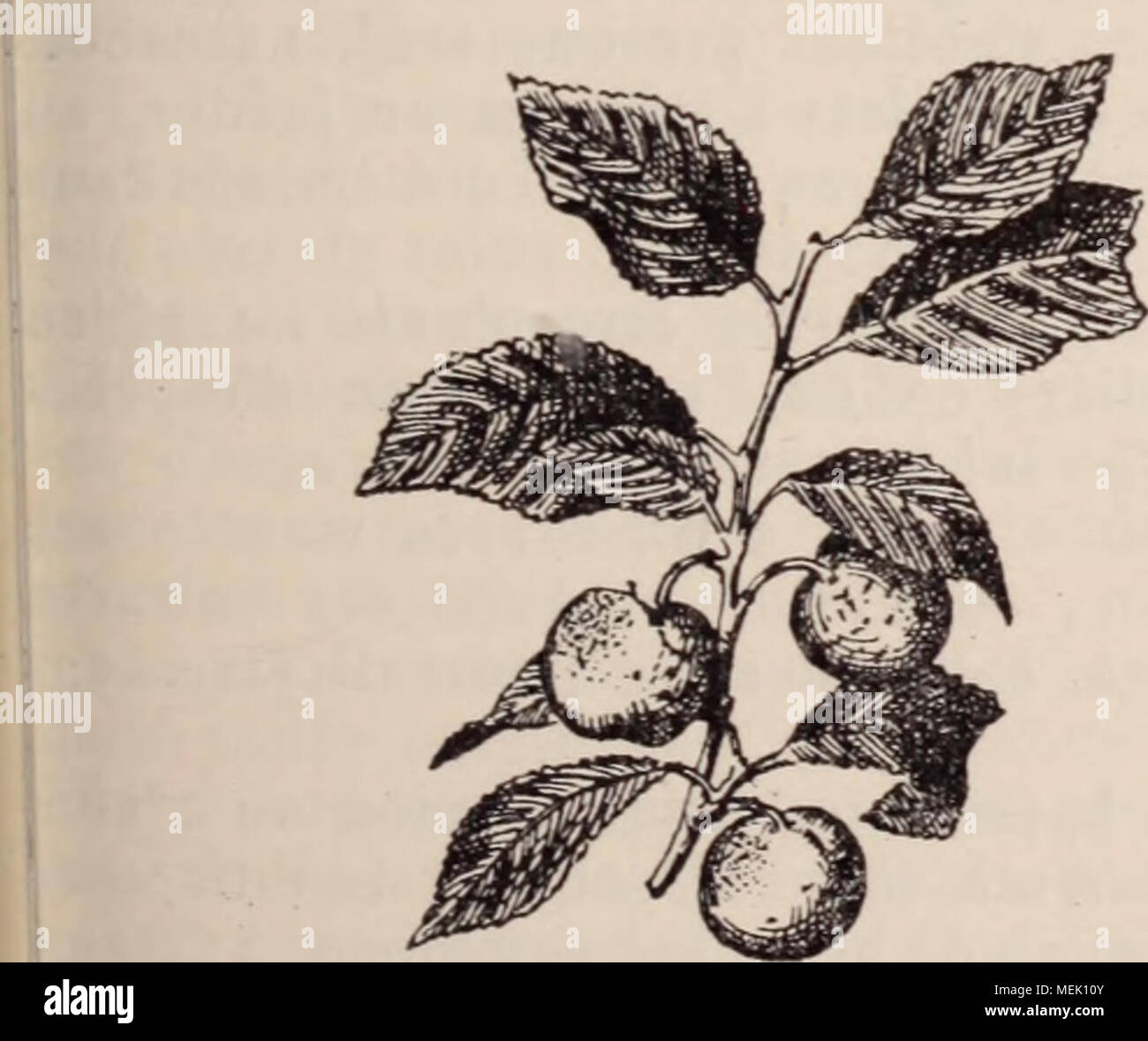 Types de vert hi-res stock photography and images - Alamy