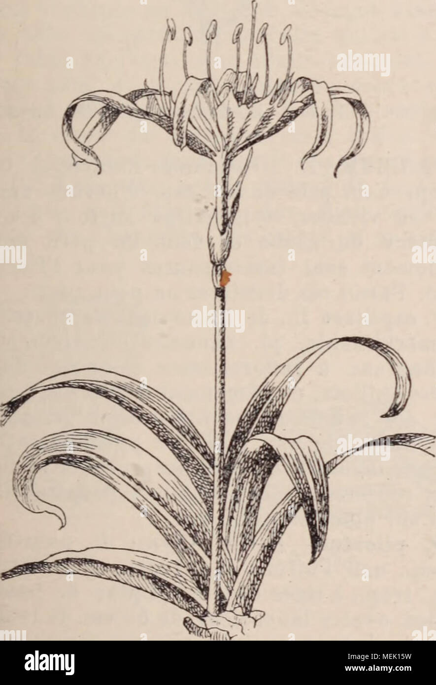 Tige ligneuse hi-res stock photography and images - Alamy