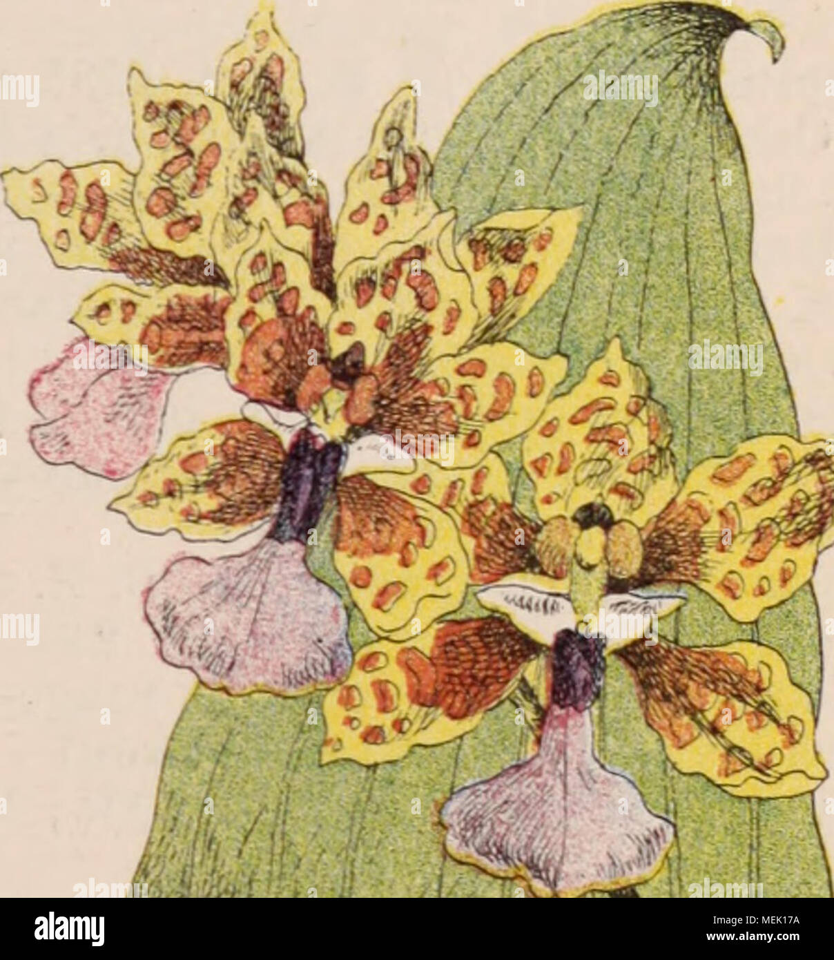 Guyane hollandaise hi-res stock photography and images - Alamy