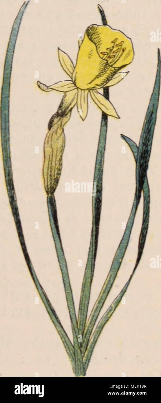 Feuilles alternes hi-res stock photography and images - Alamy