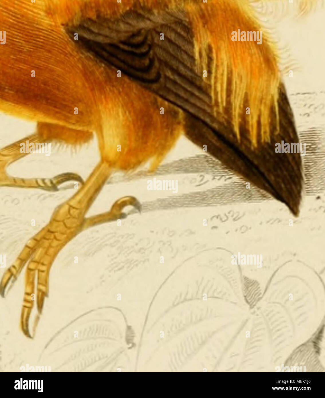 T m a pai hi-res stock photography and images - Alamy