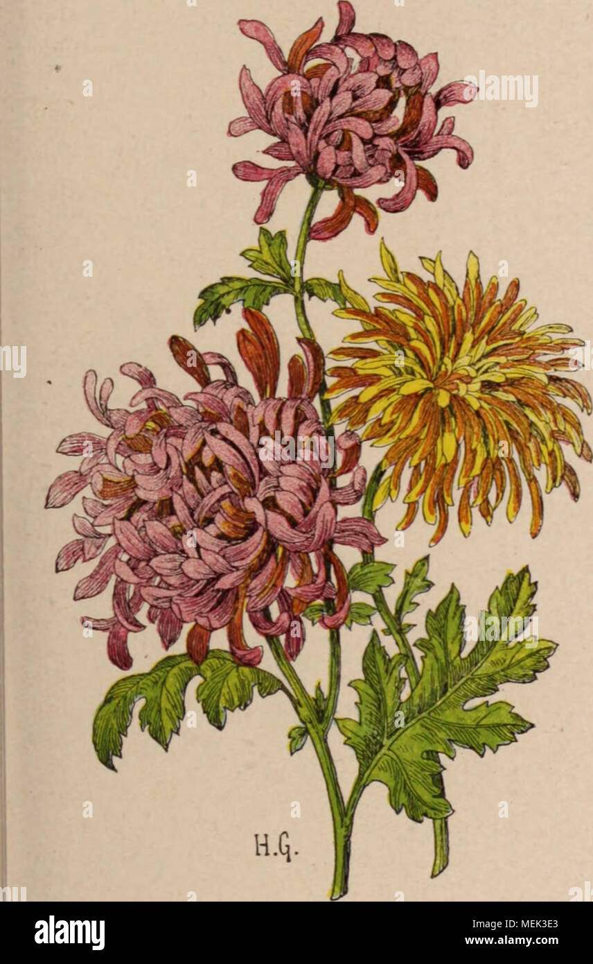 Tige ligneuse hi-res stock photography and images - Alamy