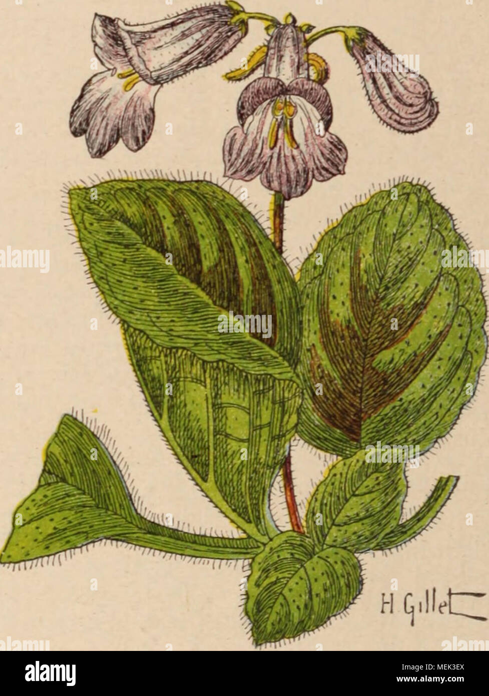 Subacaules hi-res stock photography and images - Alamy