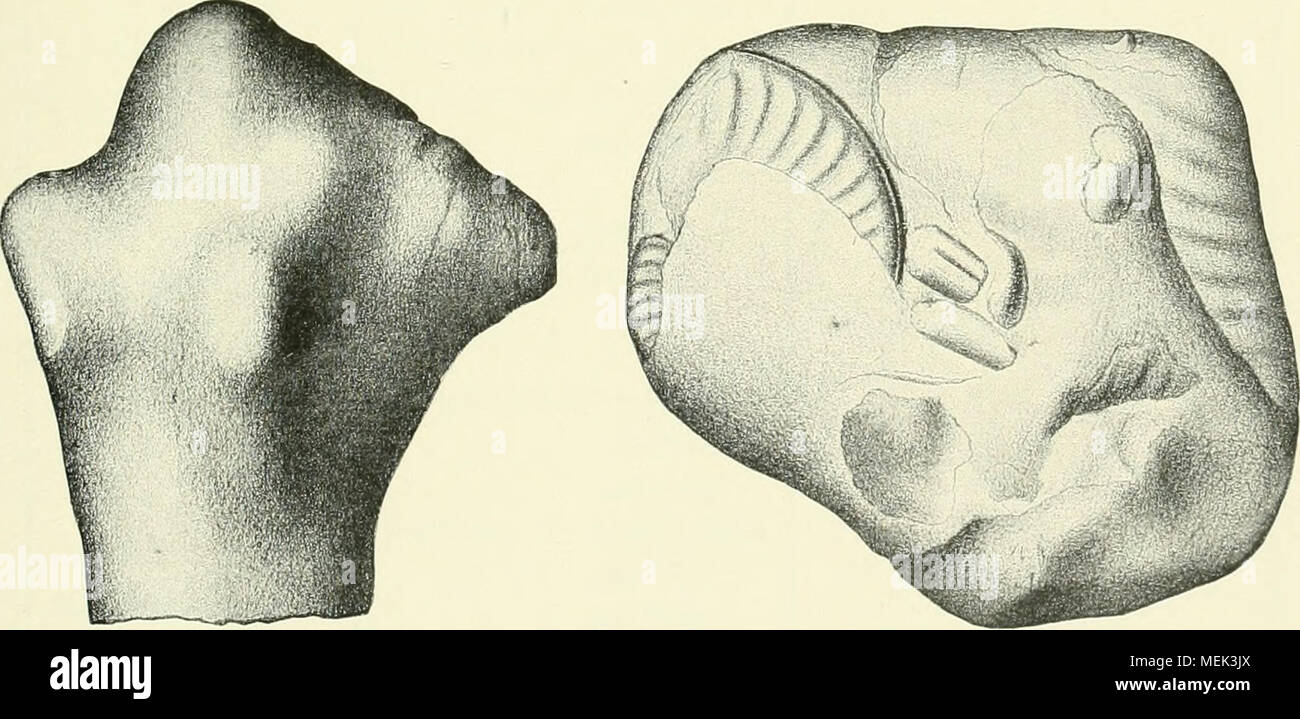 Phosphorite hi-res stock photography and images - Alamy