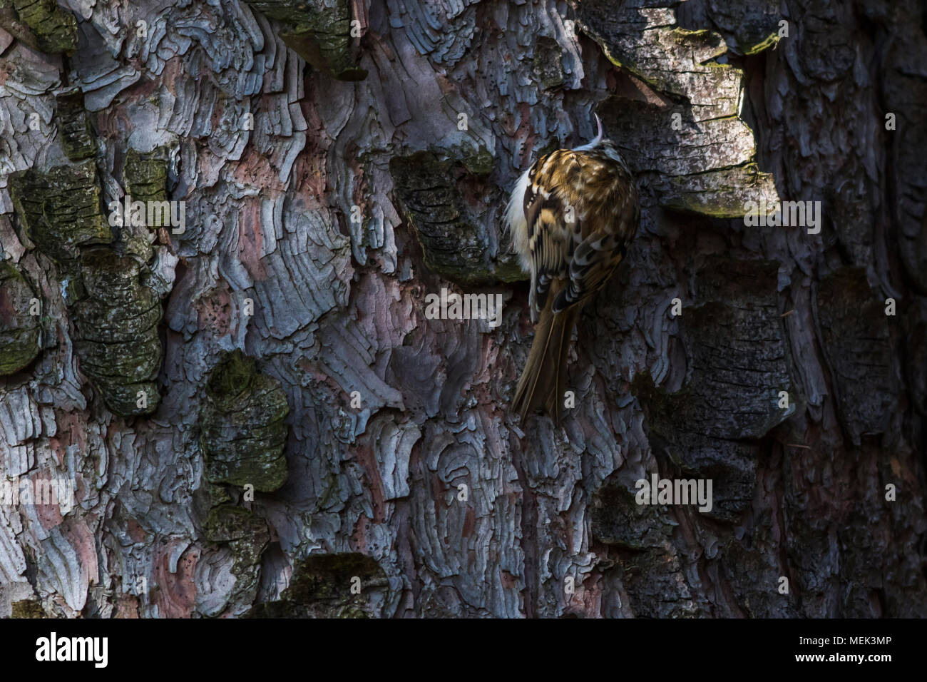 Short toed treecreeper certhia brachydactyla hi-res stock photography ...