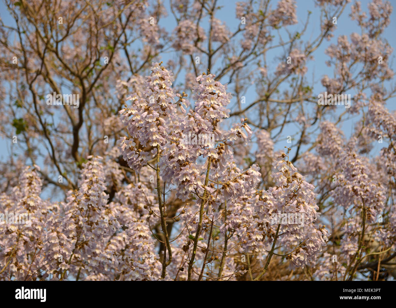 Empress tree hi-res stock photography and images - Alamy