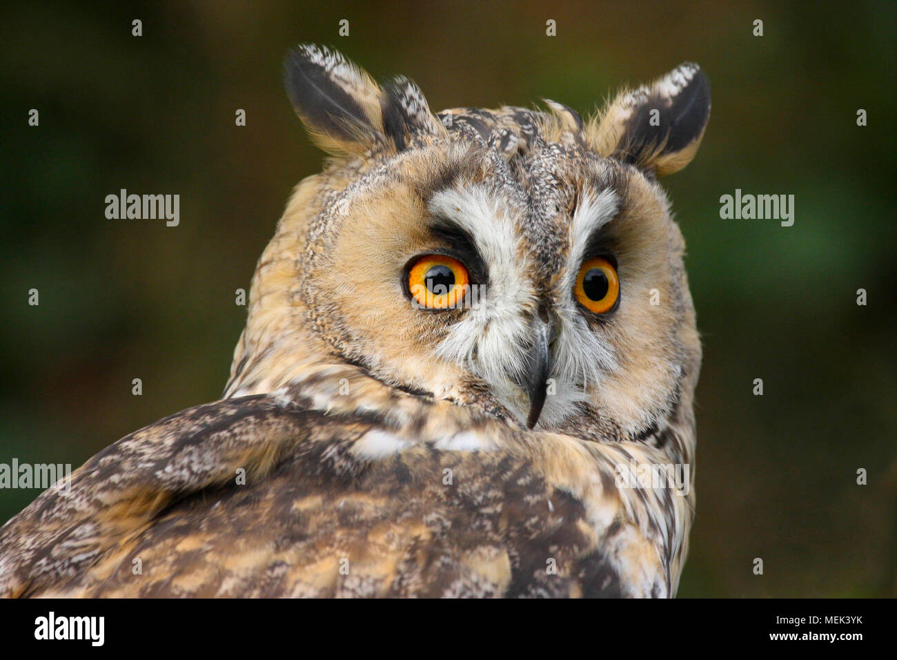 Long-eared Owl (asio otusin) in the Welsh contryside UK Stock Photo - Alamy