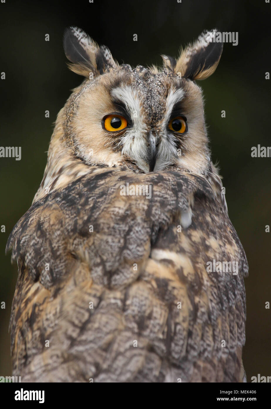 Long-eared Owl (asio otusin) in the Welsh contryside UK Stock Photo - Alamy