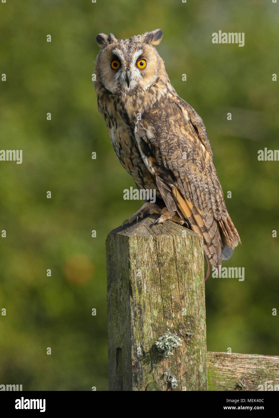 Long-eared Owl (asio otusin) in the Welsh contryside UK Stock Photo - Alamy