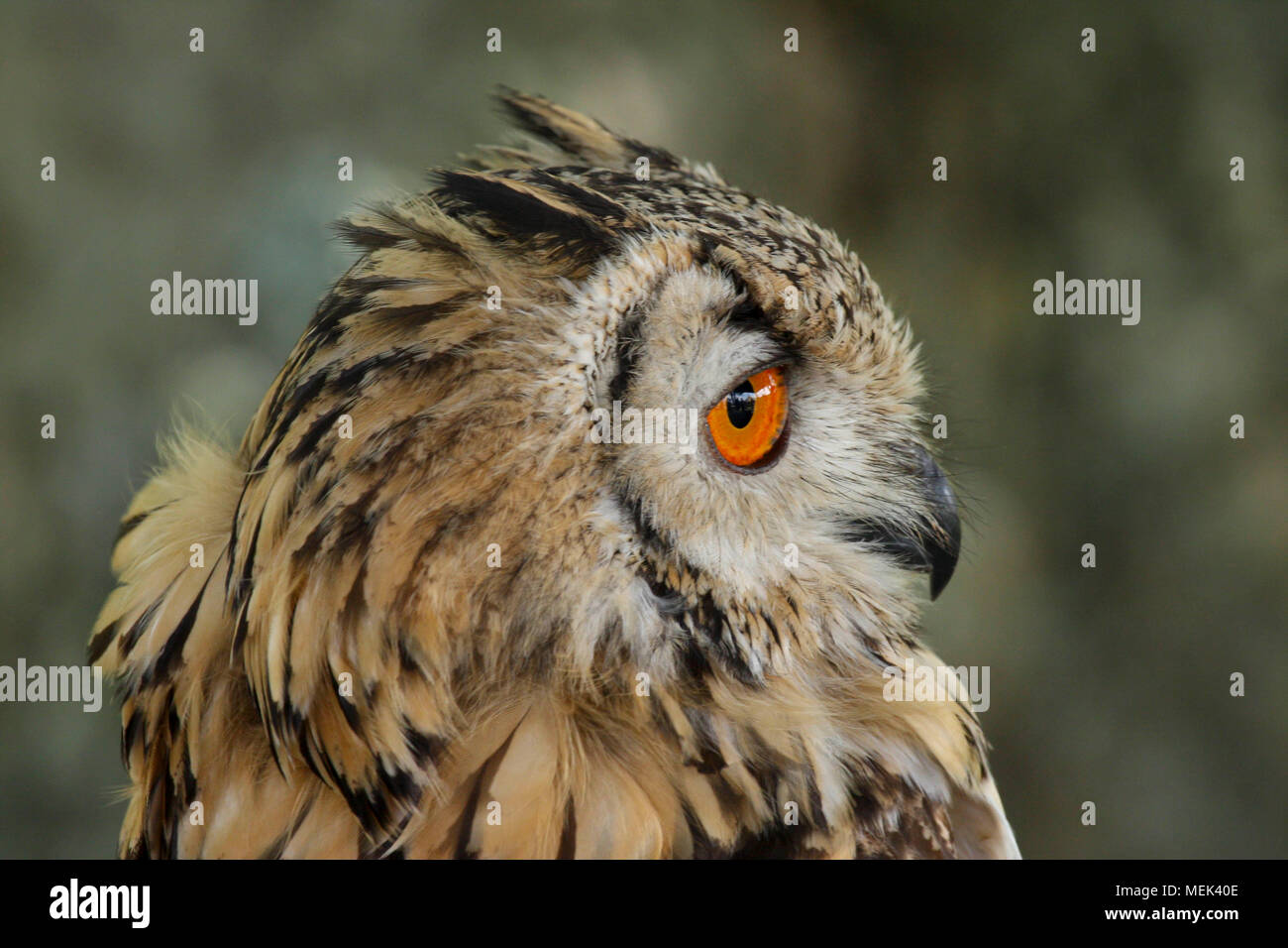 Long-eared Owl (asio otusin) in the Welsh contryside UK Stock Photo - Alamy