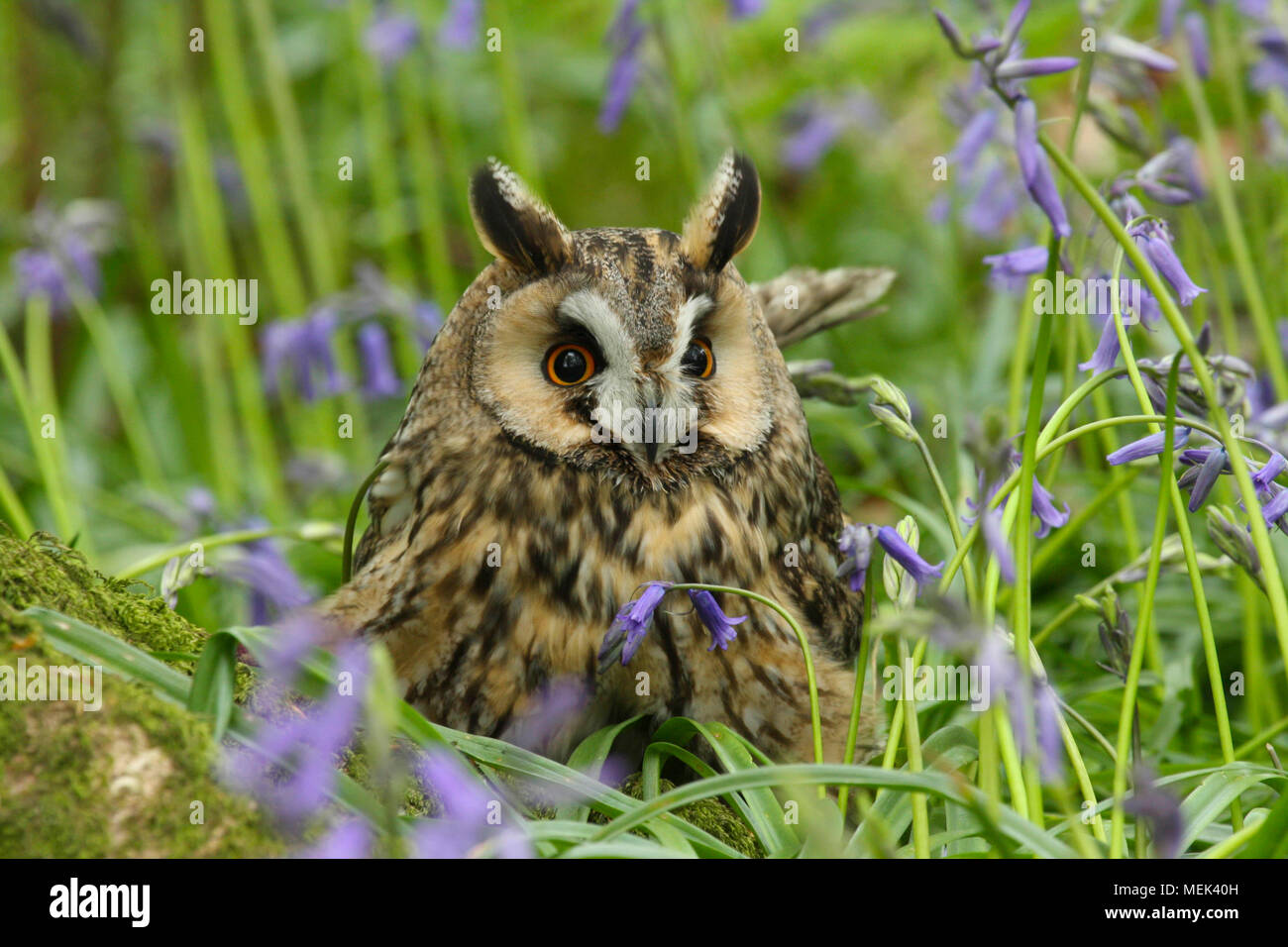 Long-eared Owl (asio otusin) in the Welsh contryside UK Stock Photo - Alamy