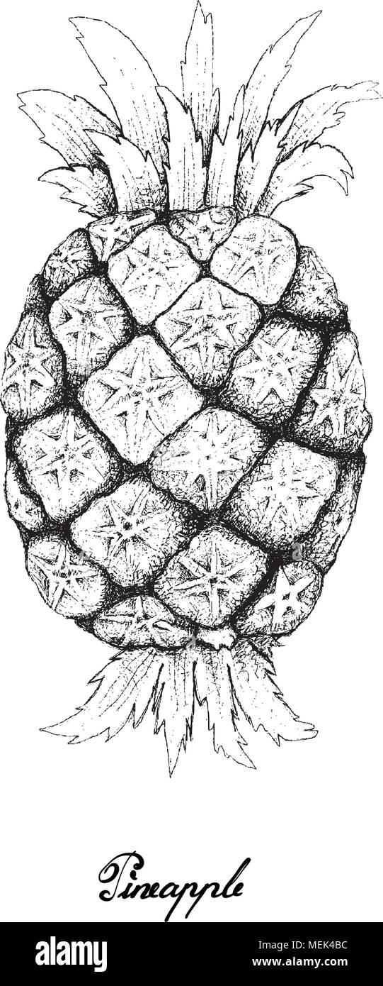 Ananas comosus drawing Stock Vector Images - Alamy