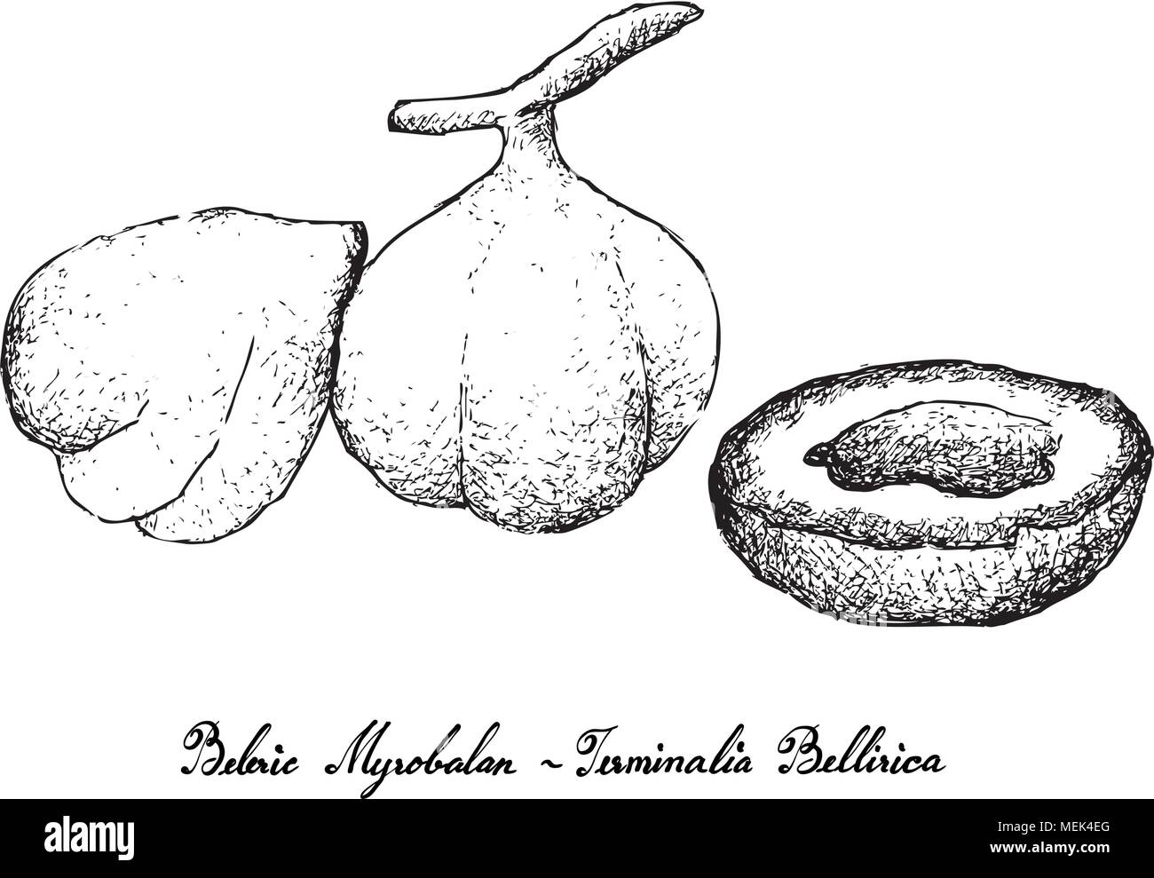 Tropical Fruits, Illustration of Hand Drawn Sketch Ripe Beleric ...